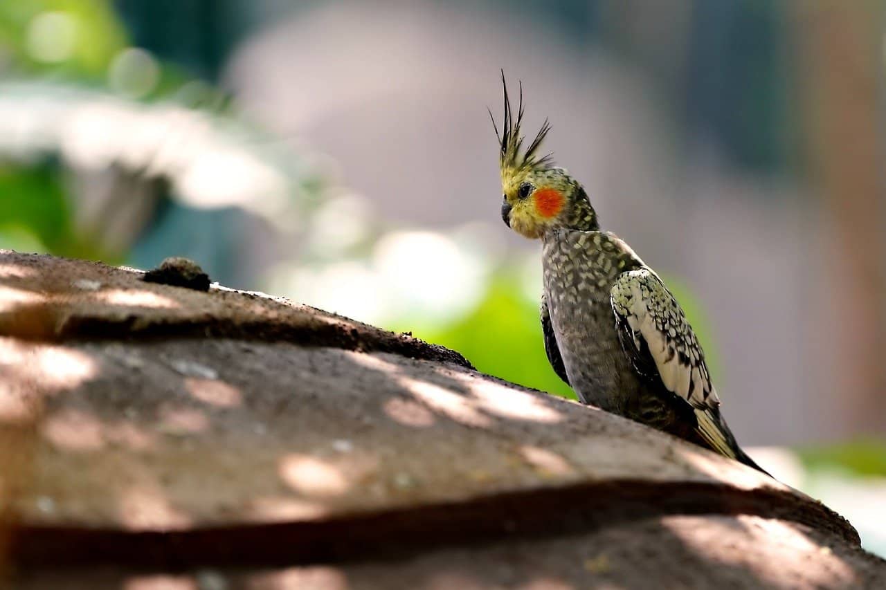 My cockatiel is molting. Help! - Dr Cockatiel