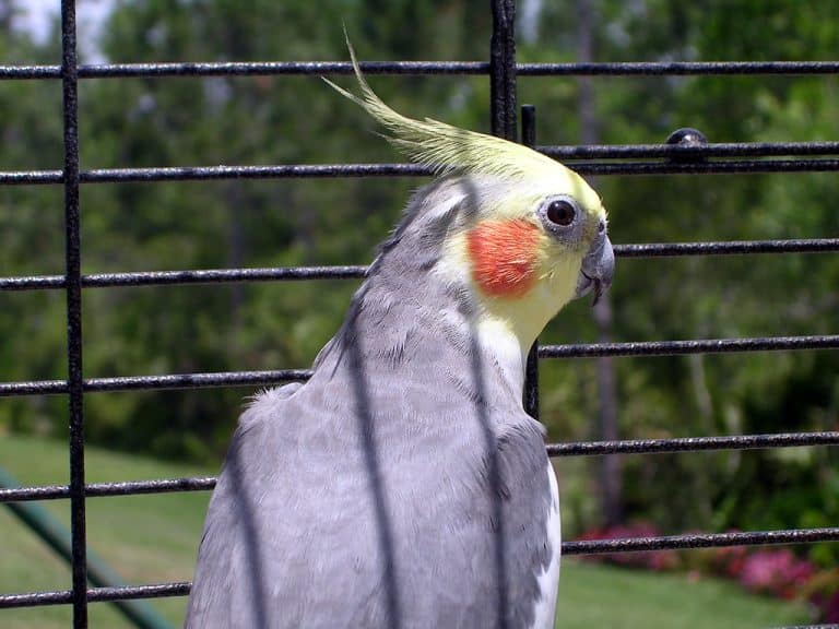 How to Prevent Your Cockatiel From Becoming Stressed: Essential Tips ...