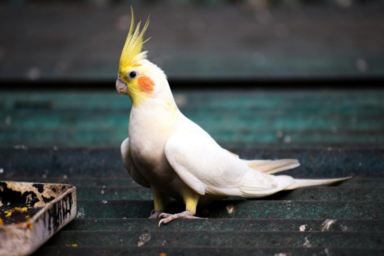 How to Play with a Cockatiel: Fun Games & Bonding Tips - Dr Cockatiel