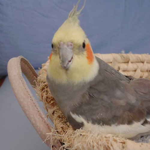 How to Play with a Cockatiel: Fun Games & Bonding Tips - Dr Cockatiel