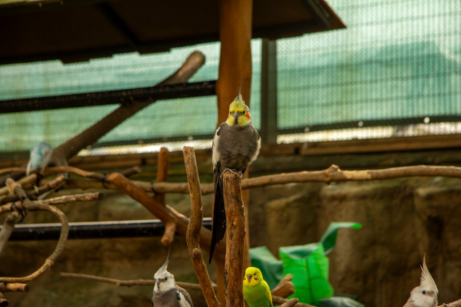 How to Play with a Cockatiel: Fun Games & Bonding Tips - Dr Cockatiel